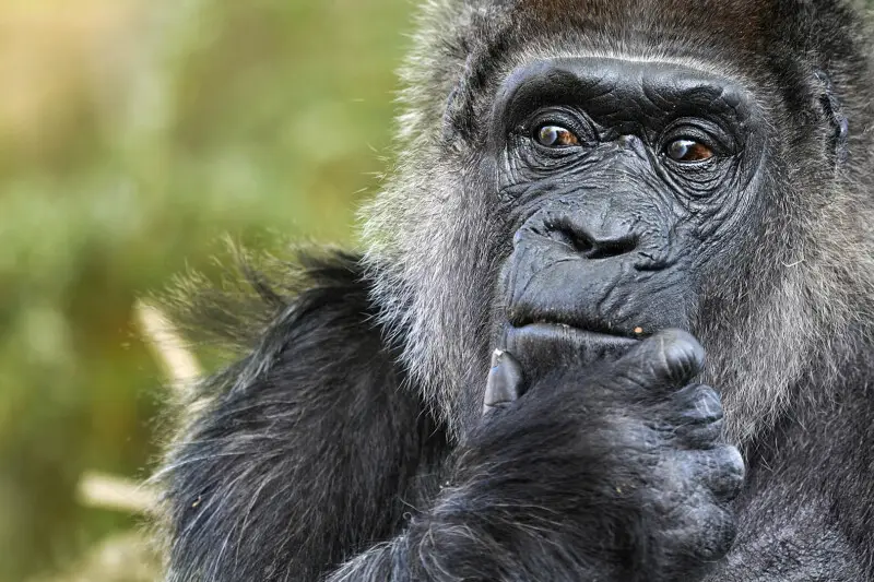 Western lowland gorilla - Facts, Diet, Habitat & Pictures on Animalia.bio