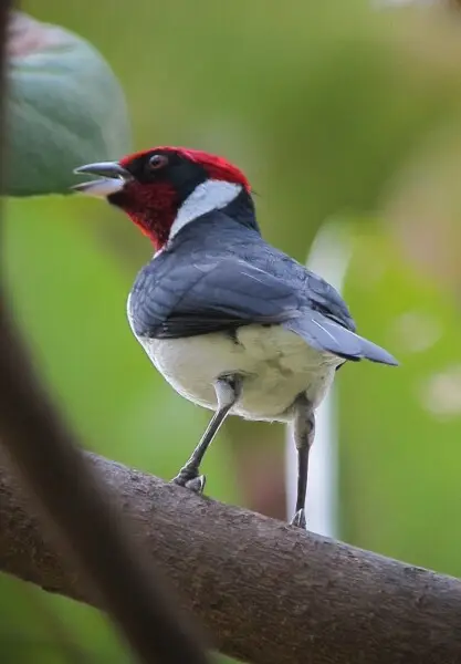 Paroaria nigrogenis - факти, дієта, ареал і фотографії на Animalia.bio