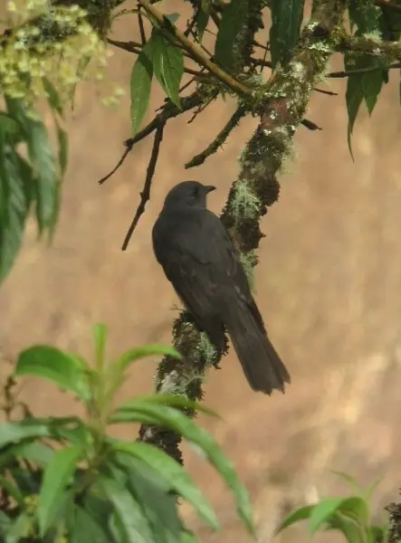 Lipaugus fuscocinereus - факти, дієта, ареал і фотографії на Animalia.bio