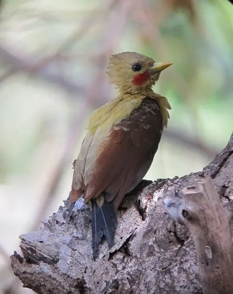 Cream-colored woodpecker - Facts, Diet, Habitat & Pictures on Animalia.bio