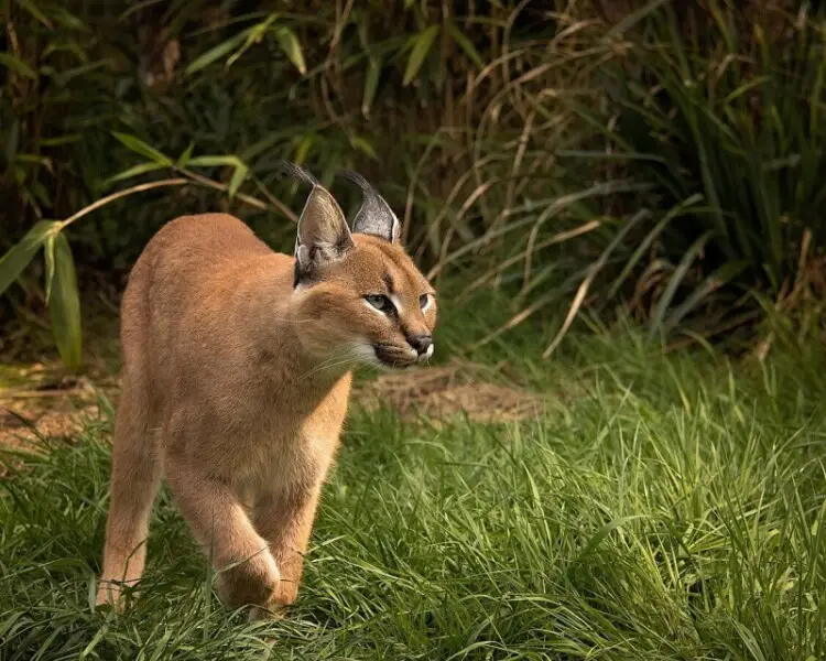 Caracal - Facts, Diet, Habitat & Pictures on Animalia.bio