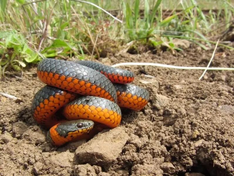Ring-Necked Snake - Facts, Diet, Habitat & Pictures on Animalia.bio