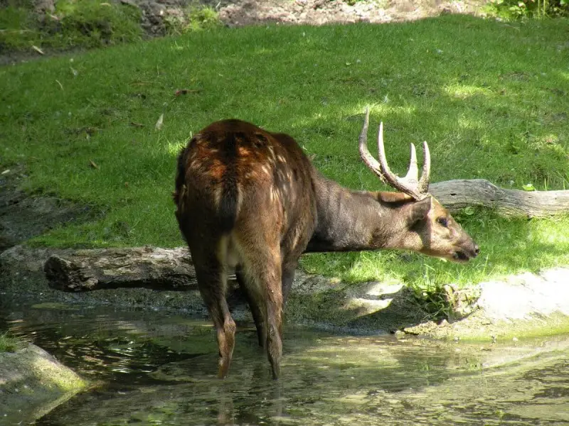 Visayan Spotted Deer - Facts, Diet, Habitat & Pictures on Animalia.bio