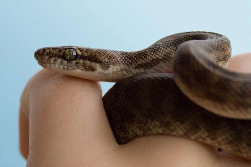Children's Python - Facts, Diet, Habitat & Pictures on Animalia.bio