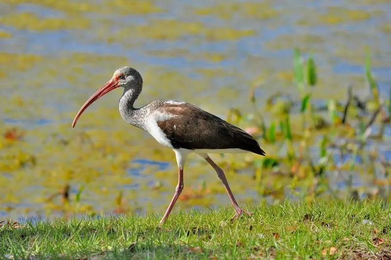 American White Ibis - Facts, Diet, Habitat & Pictures on Animalia.bio