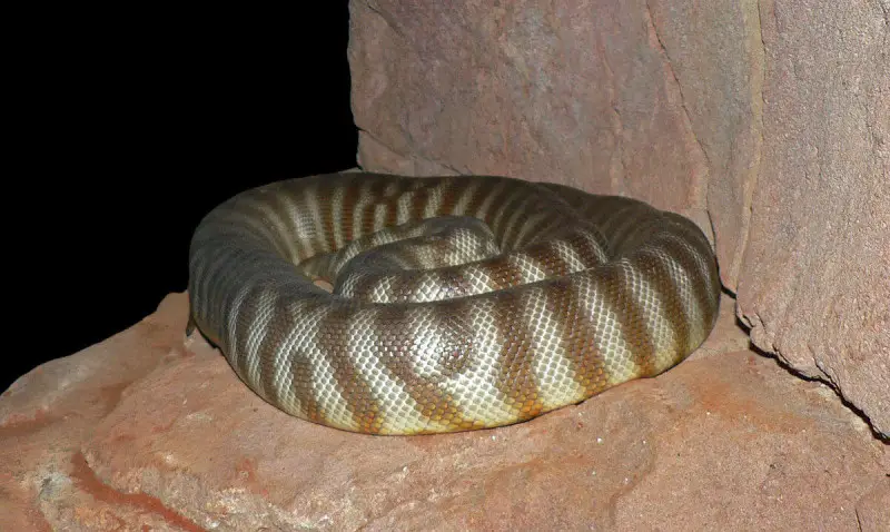 Woma Python - Facts, Diet, Habitat & Pictures on Animalia.bio