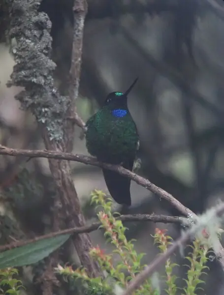 Buff-winged starfrontlet - Facts, Diet, Habitat & Pictures on Animalia.bio