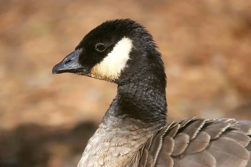 Cackling goose - Facts, Diet, Habitat & Pictures on Animalia.bio