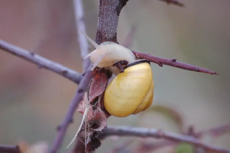 Grove snail - Facts, Diet, Habitat & Pictures on Animalia.bio