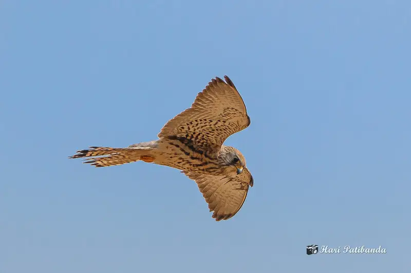 Lesser kestrel - Facts, Diet, Habitat & Pictures on Animalia.bio
