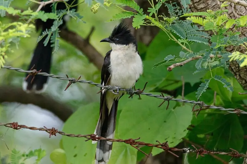 Jacobin cuckoo - Facts, Diet, Habitat & Pictures on Animalia.bio