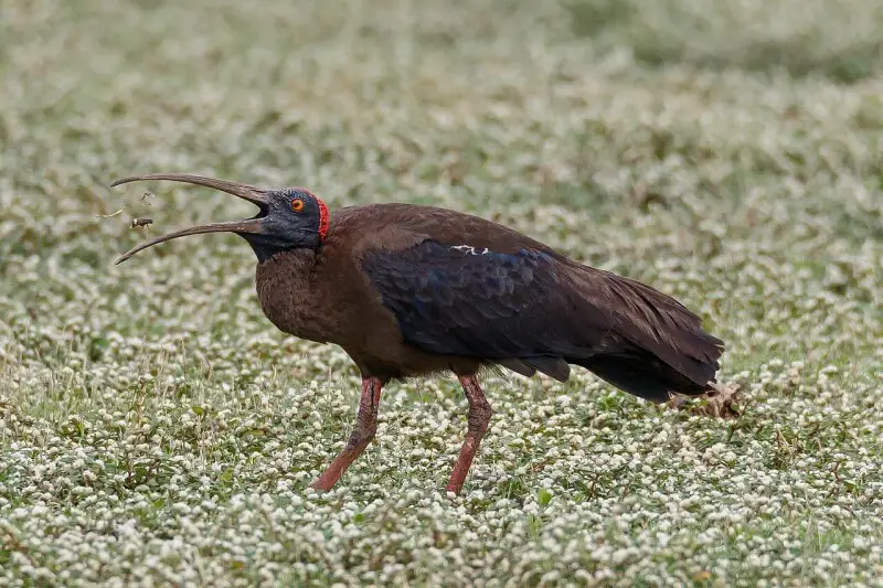 Red-naped ibis - Facts, Diet, Habitat & Pictures on Animalia.bio