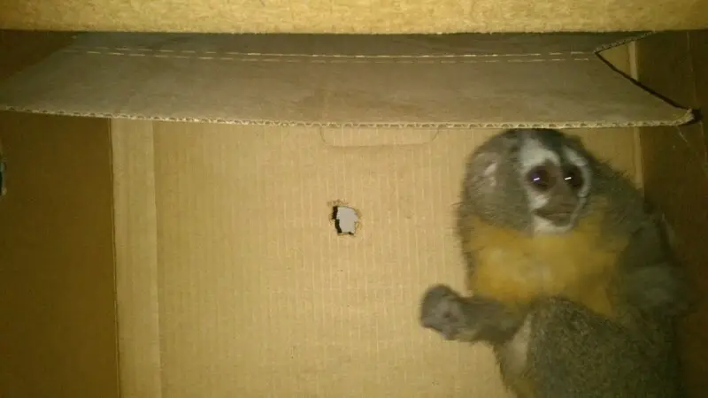 Azara's night monkey - Facts, Diet, Habitat & Pictures on Animalia.bio