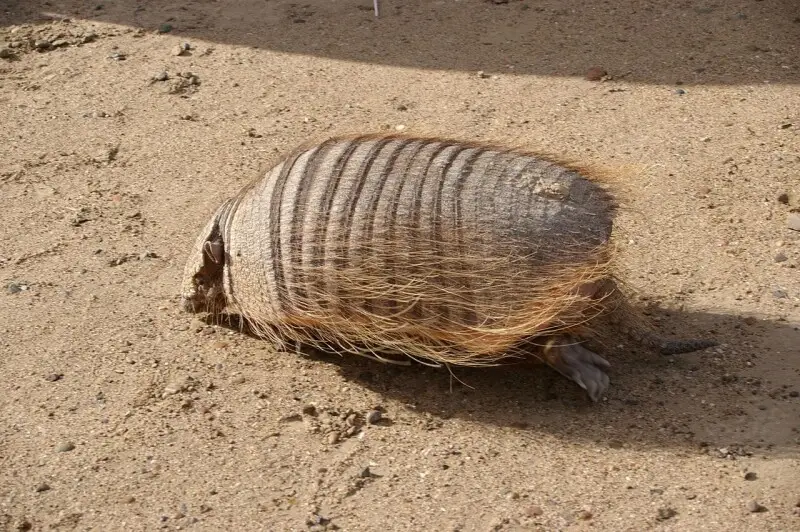 Big hairy armadillo - Facts, Diet, Habitat & Pictures on Animalia.bio
