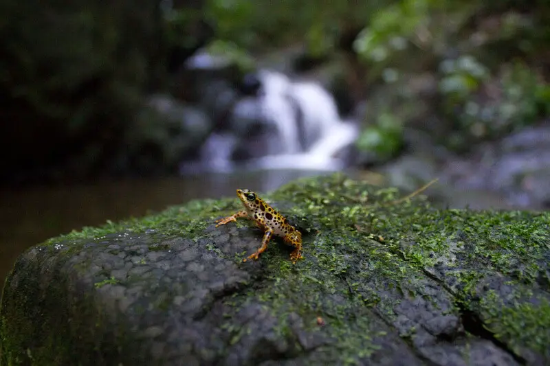 Atelopus certus - Facts, Diet, Habitat & Pictures on Animalia.bio
