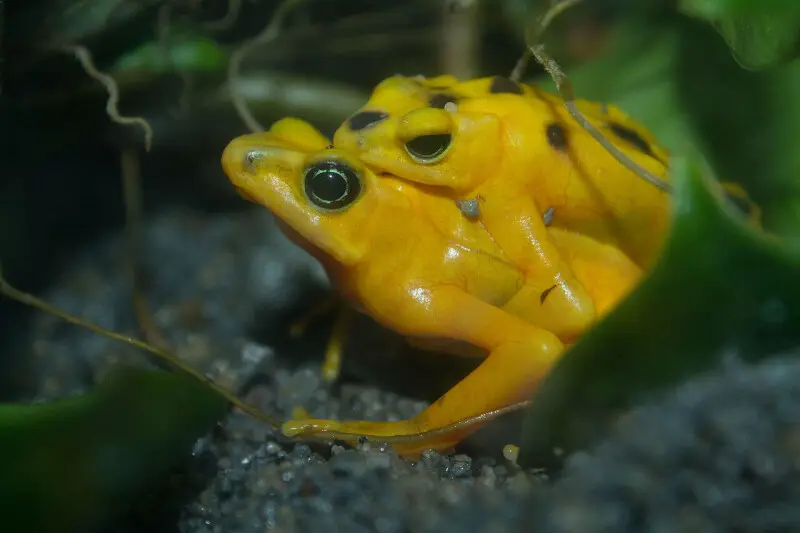 Panamanian golden frog - Facts, Diet, Habitat & Pictures on Animalia.bio