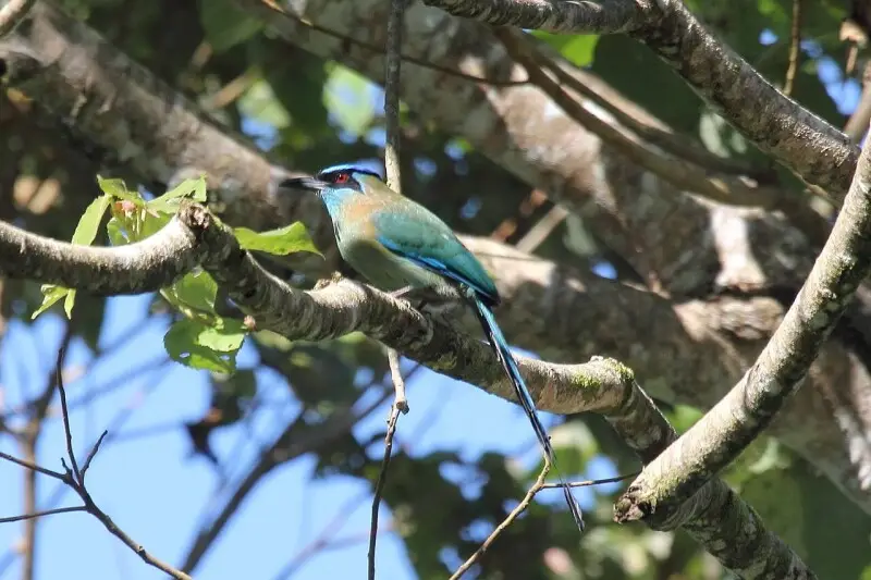 Lesson's motmot - Facts, Diet, Habitat & Pictures on Animalia.bio