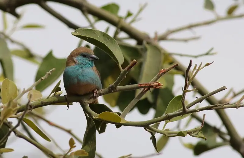 Blue waxbill - Facts, Diet, Habitat & Pictures on Animalia.bio