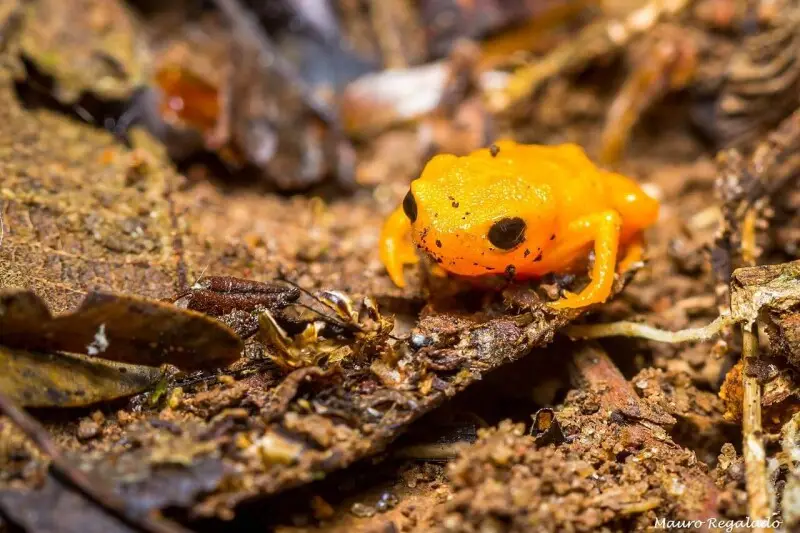 Pumpkin toadlet - Facts, Diet, Habitat & Pictures on Animalia.bio