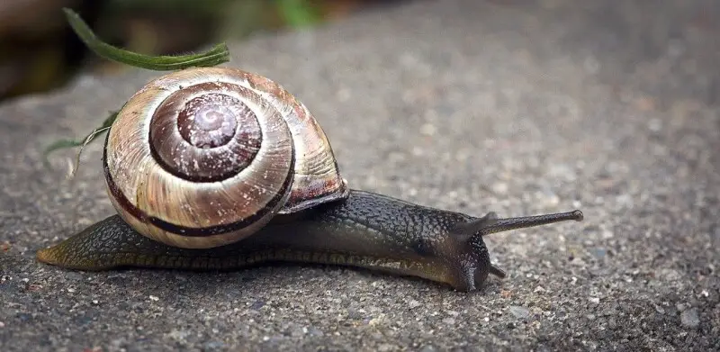 Grove snail - Facts, Diet, Habitat & Pictures on Animalia.bio