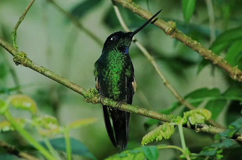 Buff-winged starfrontlet - Facts, Diet, Habitat & Pictures on Animalia.bio