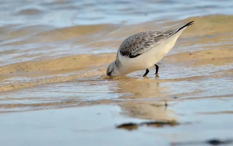 Sanderling - Facts, Diet, Habitat & Pictures on Animalia.bio