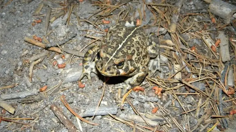 Western toad - Facts, Diet, Habitat & Pictures on Animalia.bio