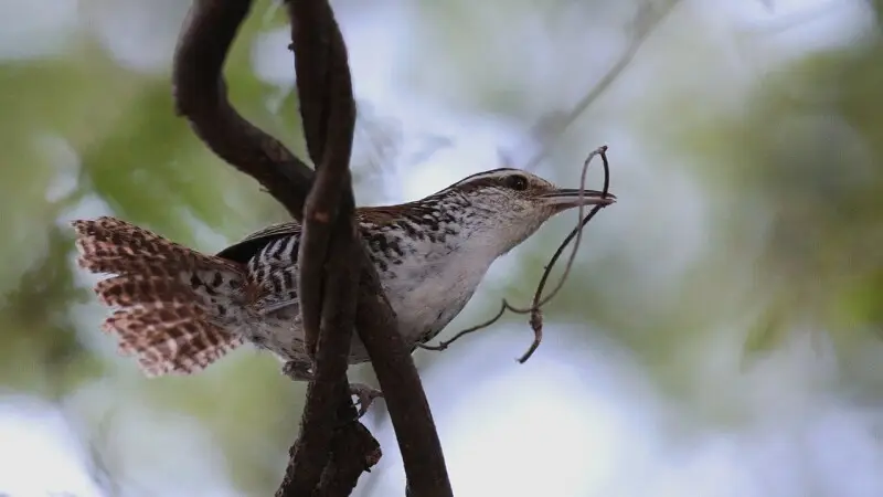 Banded wren - Facts, Diet, Habitat & Pictures on Animalia.bio