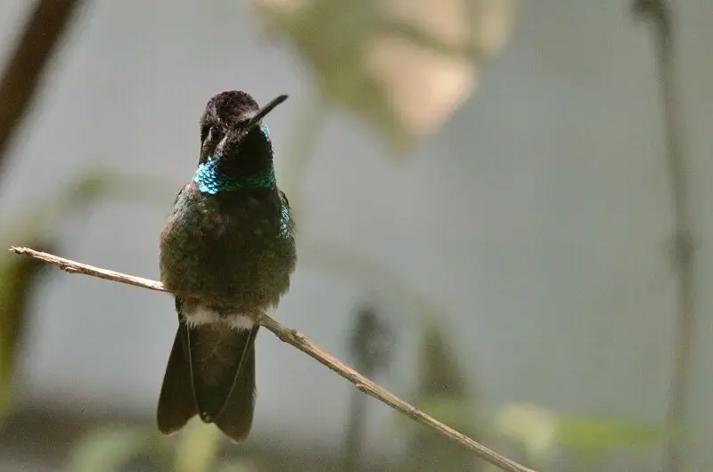 Rivoli's hummingbird - Facts, Diet, Habitat & Pictures on Animalia.bio