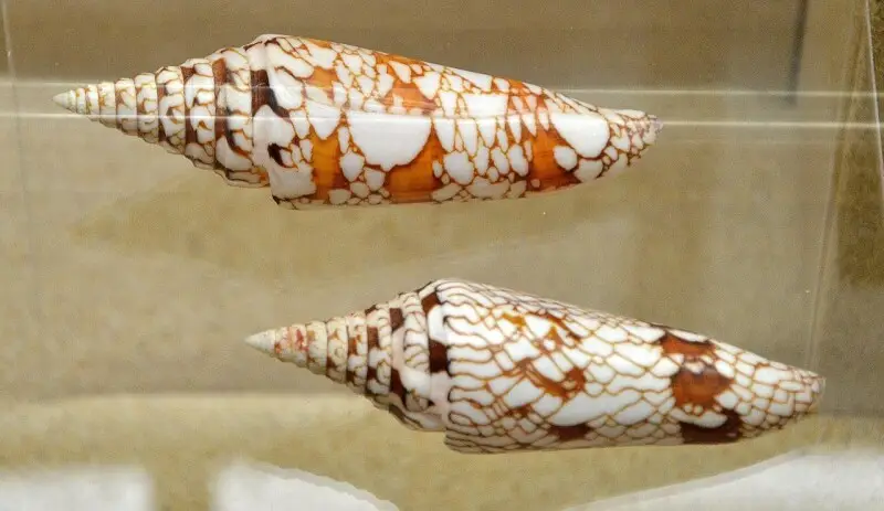 Conus milneedwardsi - Facts, Diet, Habitat & Pictures on Animalia.bio