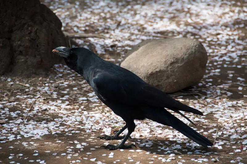 Large-billed crow - Facts, Diet, Habitat & Pictures on Animalia.bio