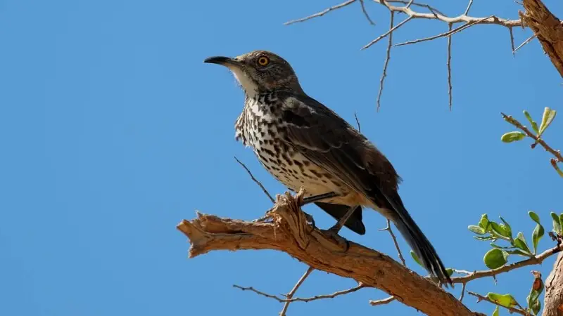 Gray thrasher - Facts, Diet, Habitat & Pictures on Animalia.bio