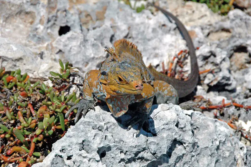 Cyclura rileyi - Facts, Diet, Habitat & Pictures on Animalia.bio