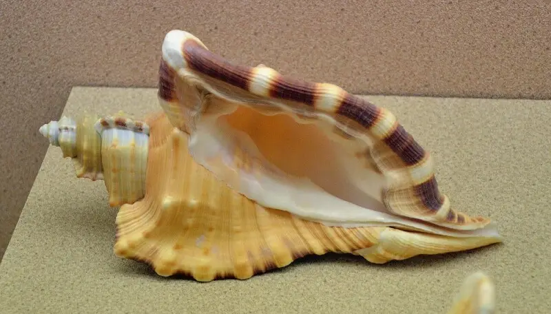 Cymatium femorale - Facts, Diet, Habitat & Pictures on Animalia.bio