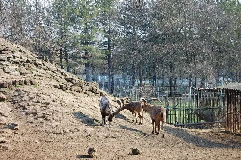 East Caucasian tur - Facts, Diet, Habitat & Pictures on Animalia.bio