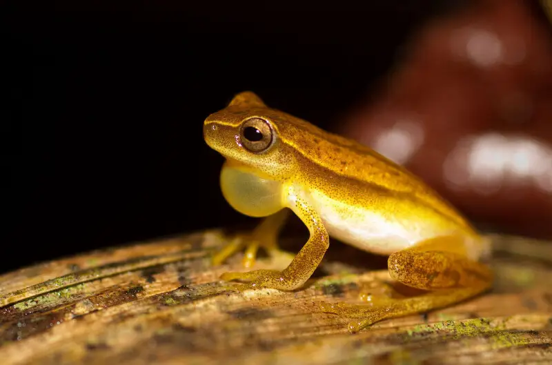 Dendropsophus microcephalus - Facts, Diet, Habitat & Pictures on ...
