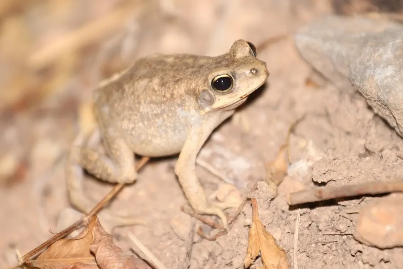 Dhofar toad - Facts, Diet, Habitat & Pictures on Animalia.bio