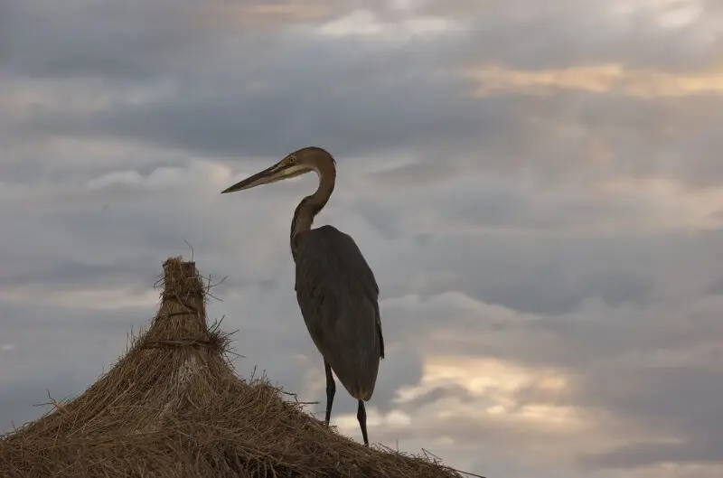 Goliath heron - Facts, Diet, Habitat & Pictures on Animalia.bio