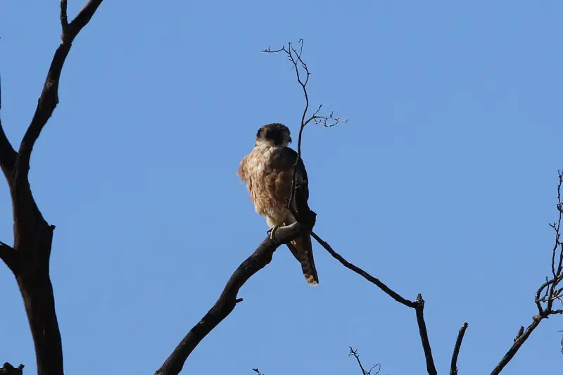 Australian hobby - Facts, Diet, Habitat & Pictures on Animalia.bio