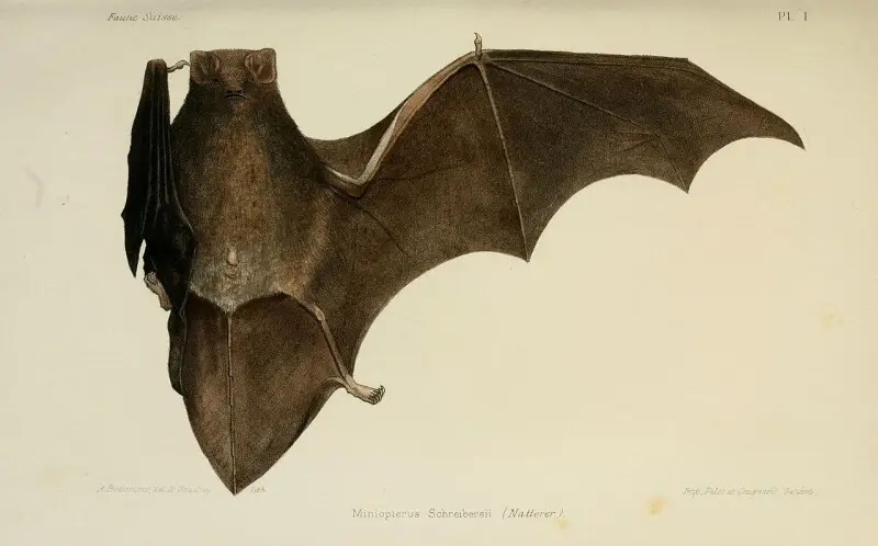 Common bent-wing bat - Facts, Diet, Habitat & Pictures on Animalia.bio