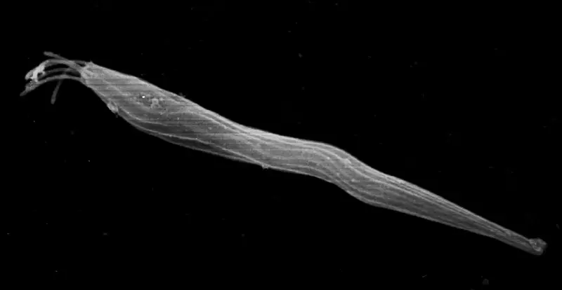 Fusitriton oregonensis - Facts, Diet, Habitat & Pictures on Animalia.bio