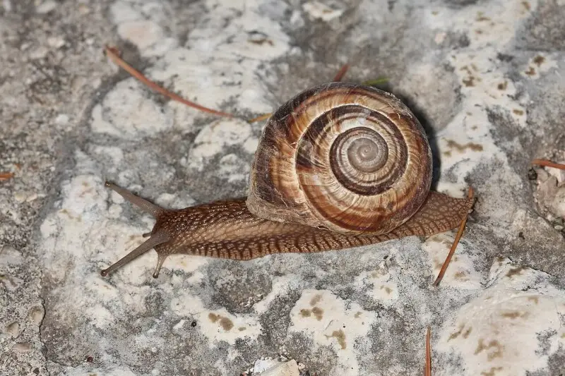 Helix lucorum - Facts, Diet, Habitat & Pictures on Animalia.bio