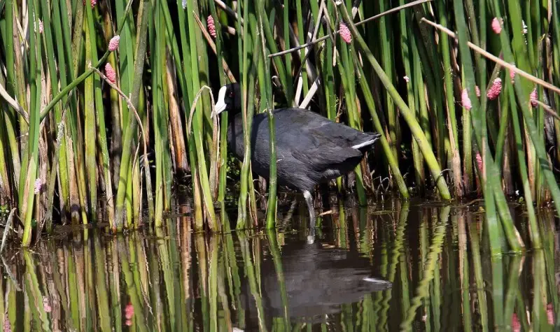 Hawaiian coot - Facts, Diet, Habitat & Pictures on Animalia.bio