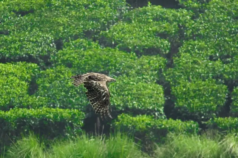 Changeable hawk-eagle - Facts, Diet, Habitat & Pictures on Animalia.bio