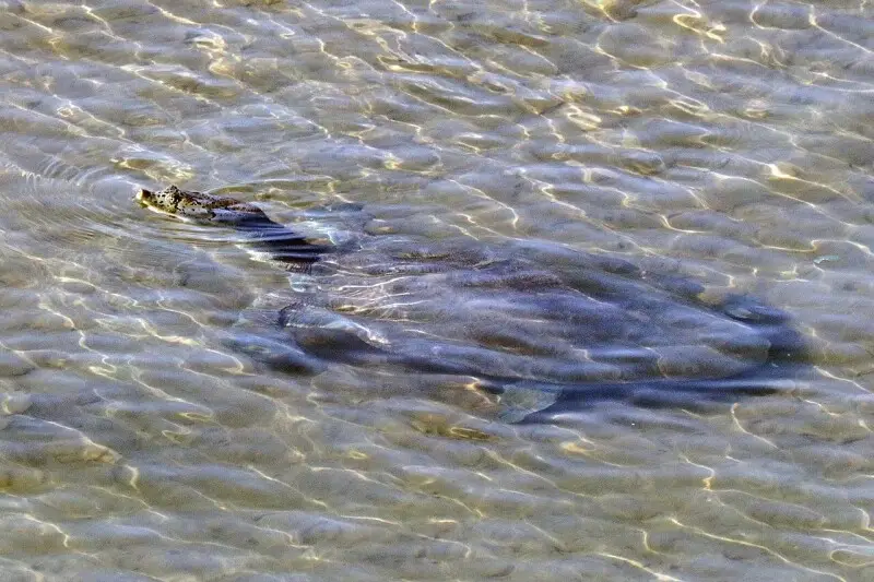 Indian softshell turtle - Facts, Diet, Habitat & Pictures on Animalia.bio