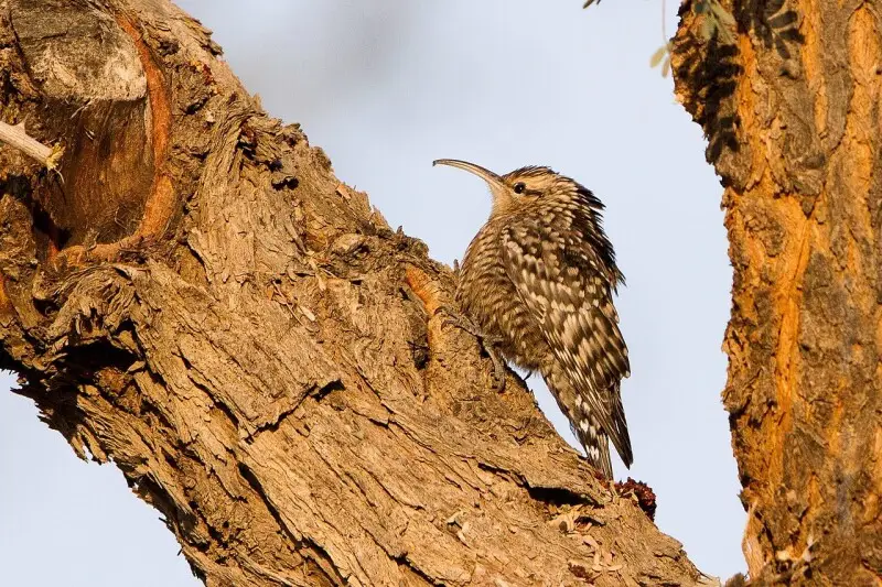 Indian spotted creeper - Facts, Diet, Habitat & Pictures on Animalia.bio