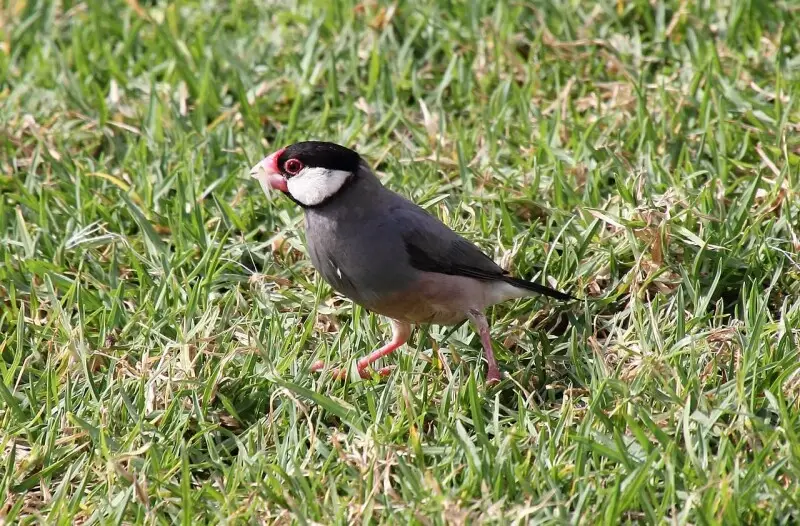 Java sparrow - Facts, Diet, Habitat & Pictures on Animalia.bio