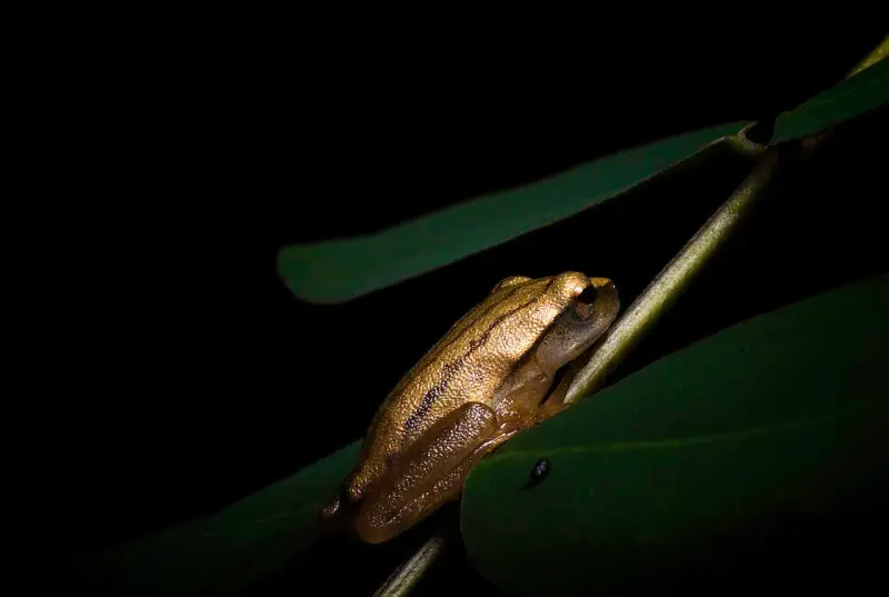 Polypedates maculatus - Facts, Diet, Habitat & Pictures on Animalia.bio