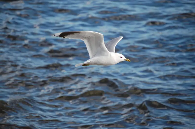 Common gull - Facts, Diet, Habitat & Pictures on Animalia.bio