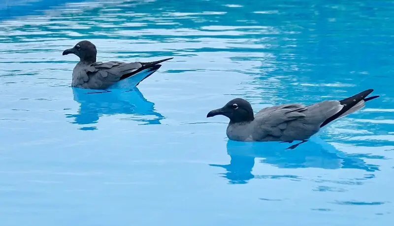 Lava gull - Facts, Diet, Habitat & Pictures on Animalia.bio